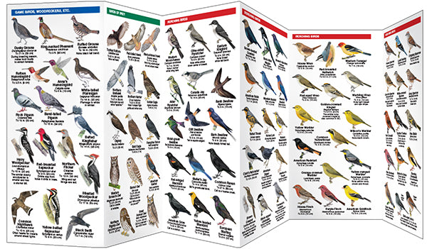 Folding Pocket Guide: British Columbia Birds, 2nd Edition – Dynamic ...